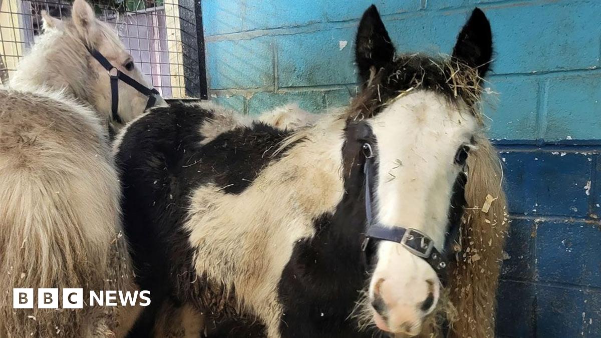 Norfolk charity rescues horses found in a lorry at a port - BBC News