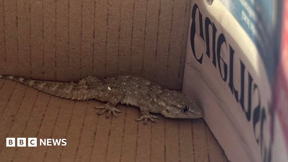 Small reptile found near Guernsey petrol station - BBC News