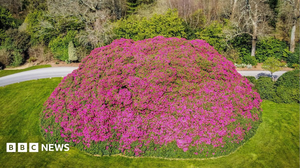West Sussex: Record-breaking rhododendron blooms a month early - BBC News