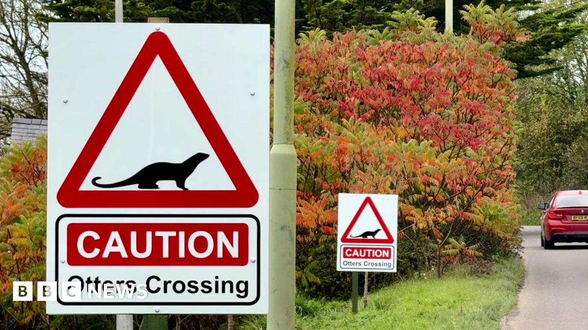Devon otter road signs urge motorists to slow down - BBC News
