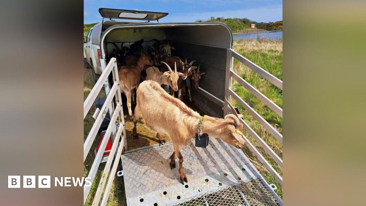 Northumberland goats GPS tracker scheme to be expanded - BBC News