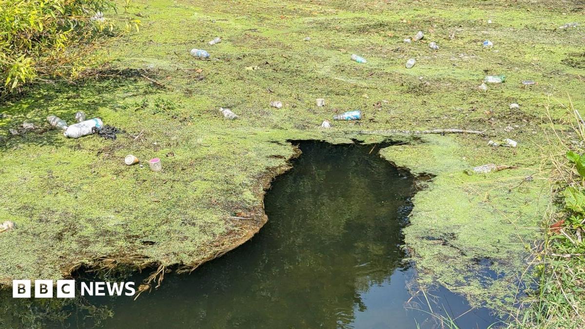 England's serious water pollution incidents at 10-year high - BBC News