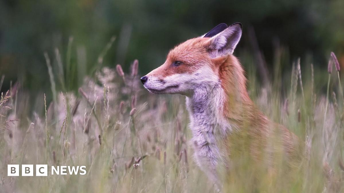 Arrests made under Scotland's new fox hunt laws - BBC News