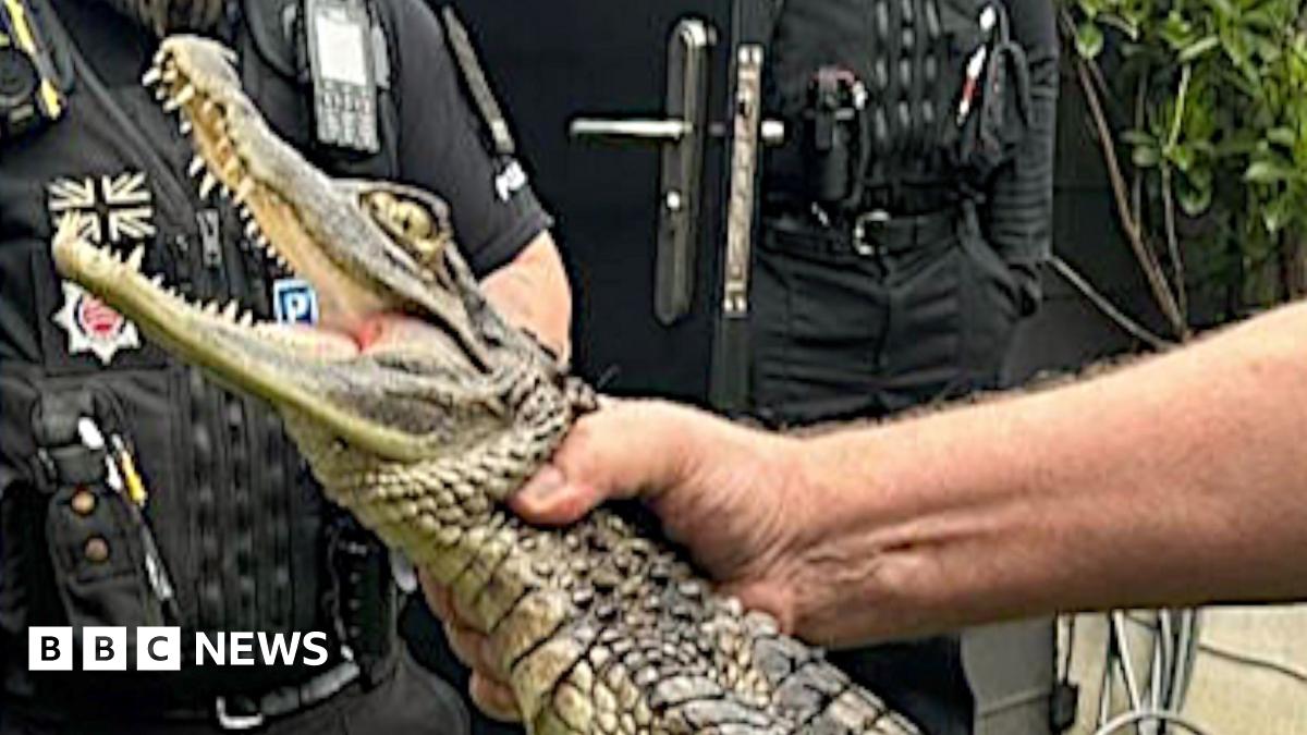 Essex Police seize 4ft-long caiman during drugs raid in Aveley - BBC News