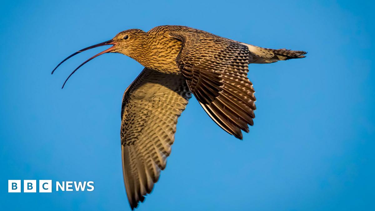 Curlew: Can drones help save Wales' most threatened bird? - BBC News