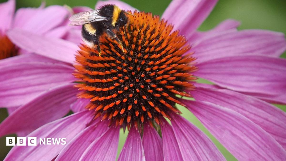 Green-fingered residents turn out in force for Blackpool in Bloom - BBC ...