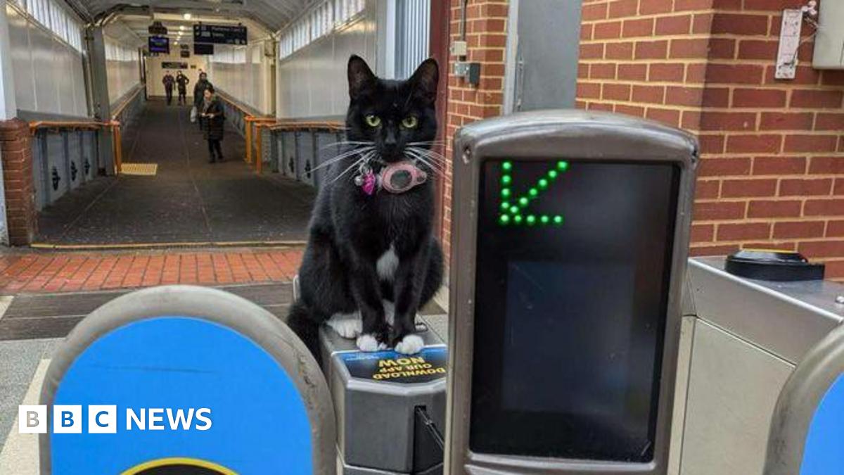 Surrey: Adventurous cat takes train into London from Weybridge - BBC News