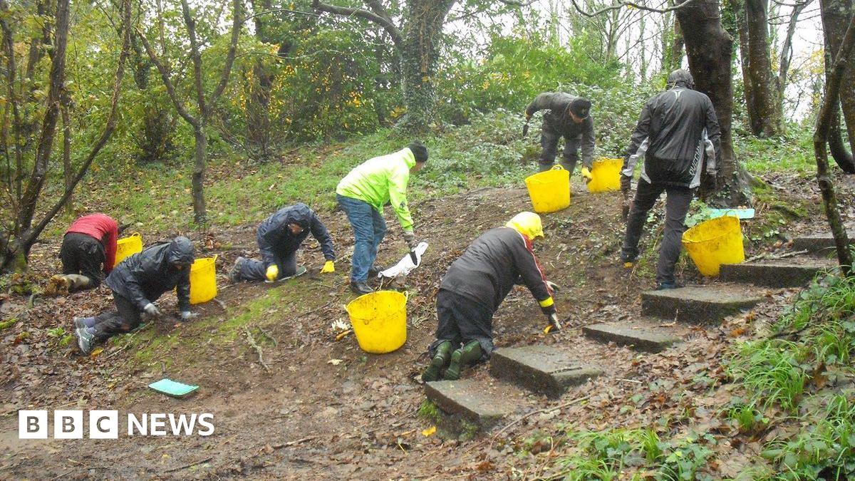 More than 10,000 stinking onions removed from Bluebell Woods - BBC News