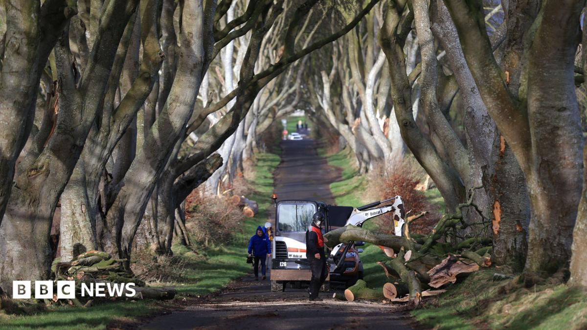 In pictures: Storm Isha brings down trees across Northern Ireland - BBC ...
