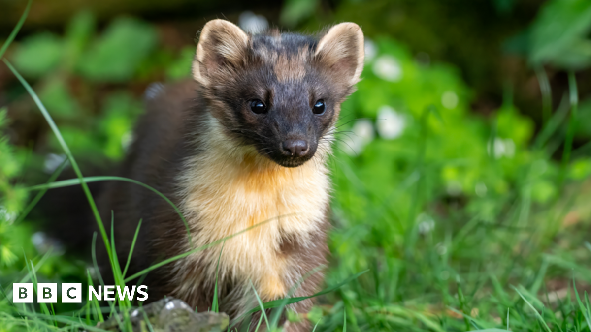 Headlines: 'Rare pine martin spotted' and 'Bath City tribute' - BBC News