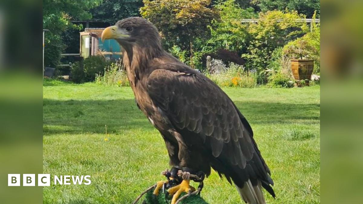 Horsham: Missing Sea eagle found after three weeks - BBC News