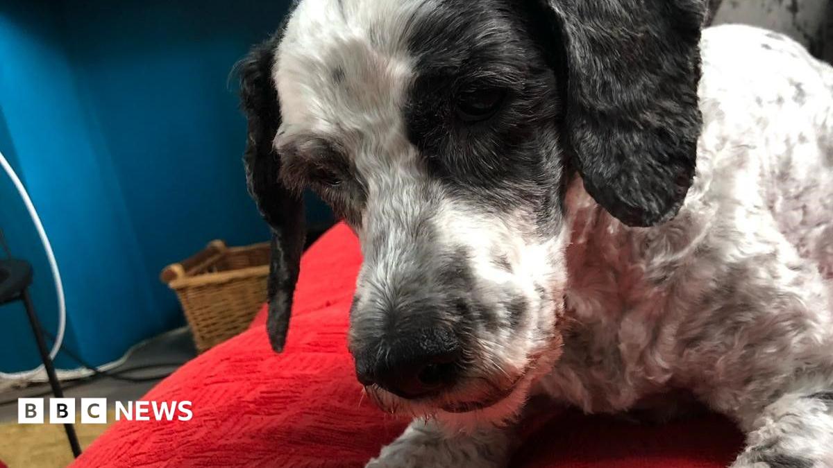 Stoke-on-Trent: Appeal for arthritic dog missing for four days - BBC News