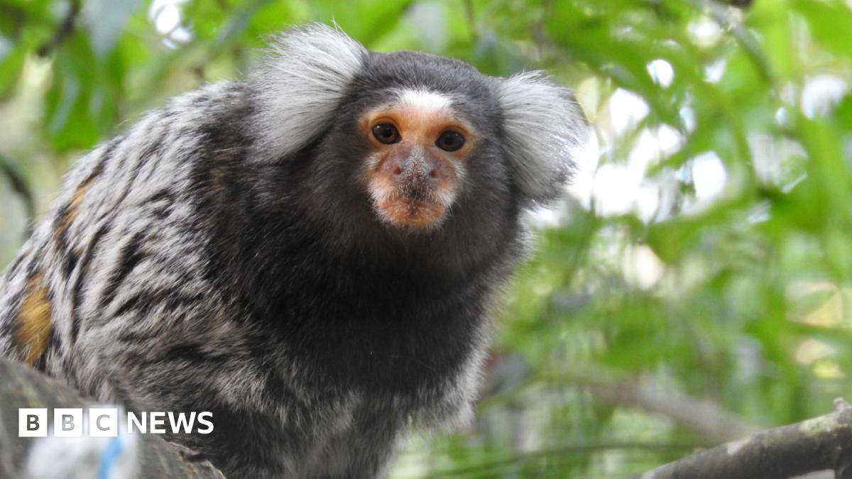 Cornwall monkey sanctuary site for sale amid funding struggles - BBC News