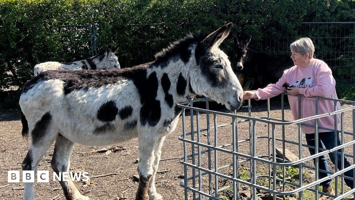 Blackpool donkeys' holiday home under threat again, say owners - BBC News