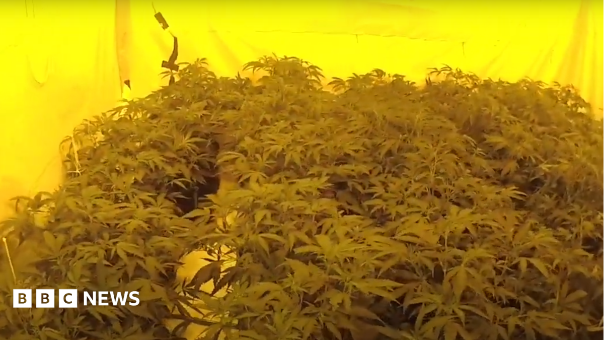 Man jailed after £142,000 cannabis factory found in Peterborough - BBC News