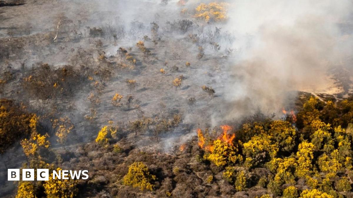 Studland nature reserve blaze sparks investigation - BBC News