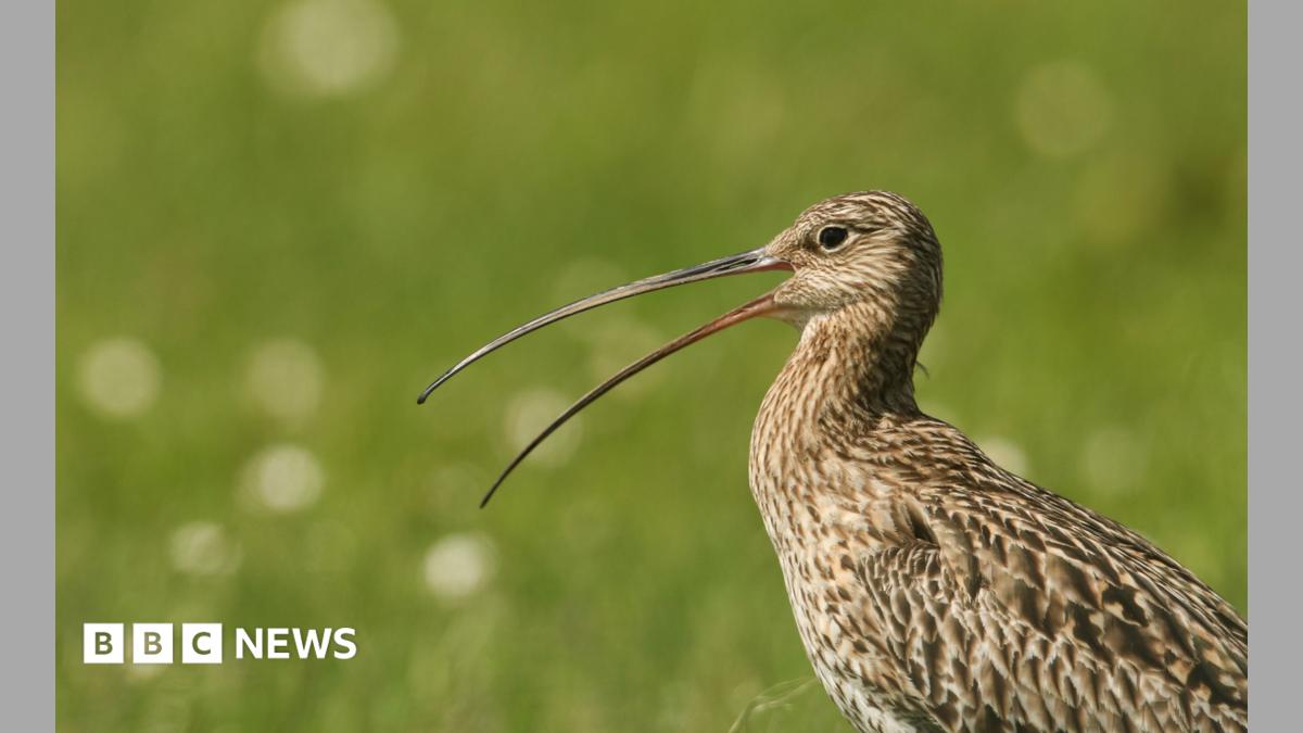 Lough Erne: Breeding curlews return to Trasna Island - BBC News