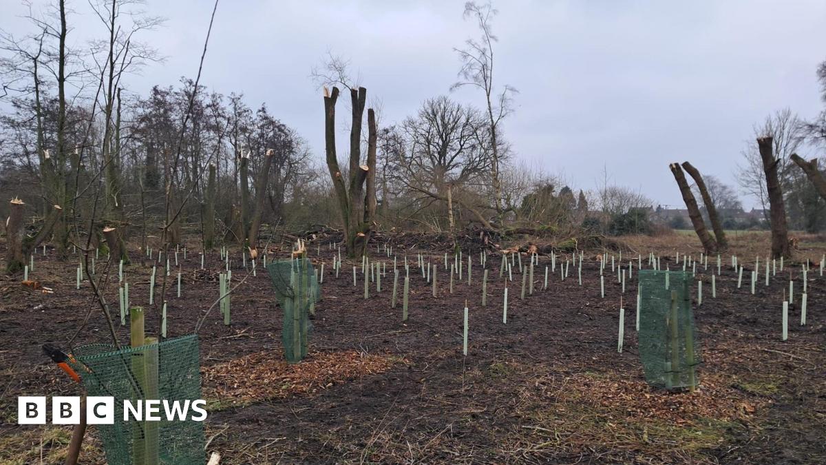 Vandals rip out new trees at Howden Marsh and target birdboxes - BBC News