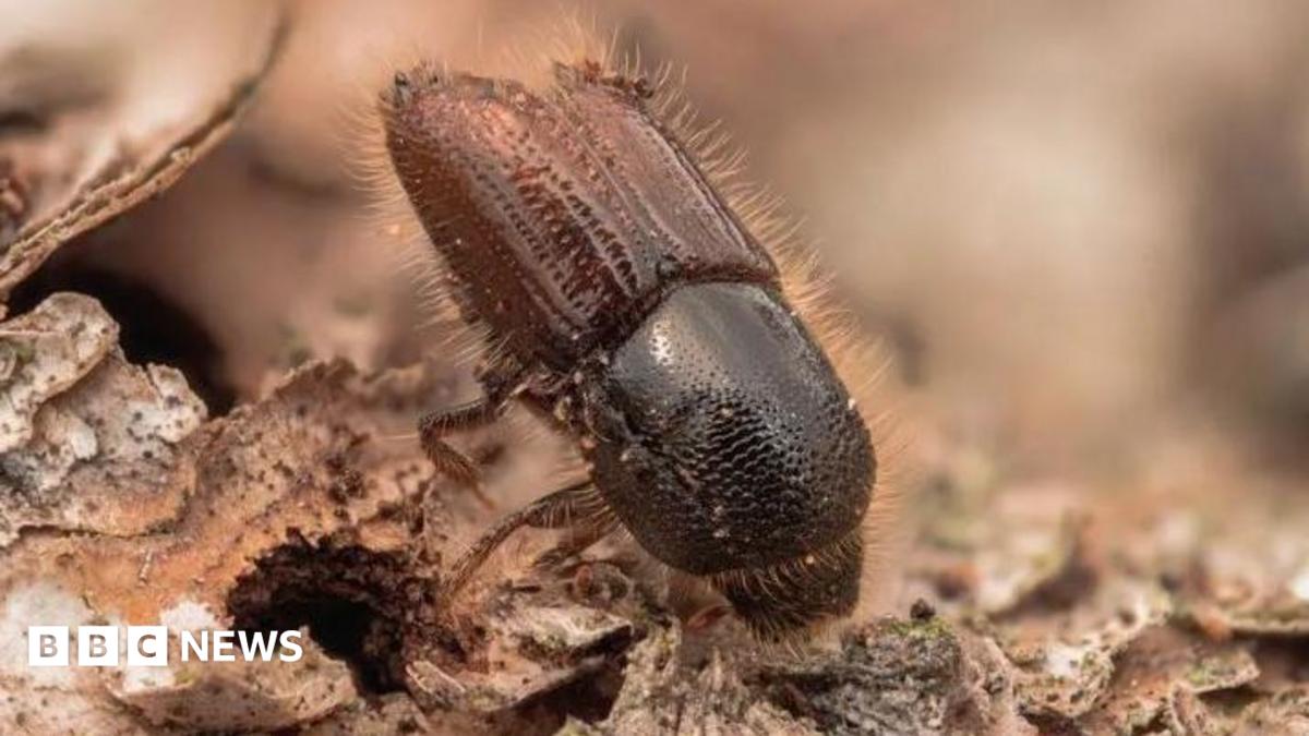 Kent: Warnings over Christmas tree-eating beetle - BBC News