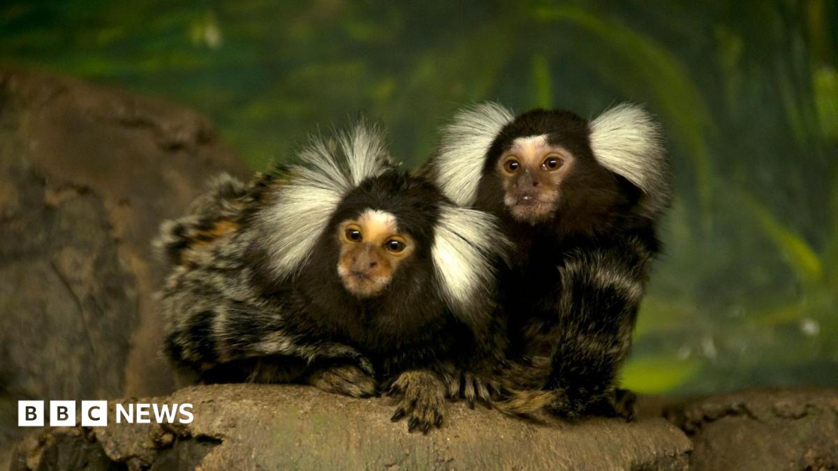 West Oxfordshire to discuss pet primate keeping licence fees - BBC News