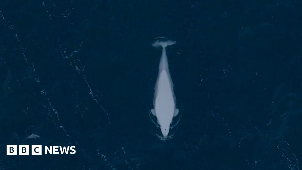 Rare white whale spotted near Shetland - BBC News