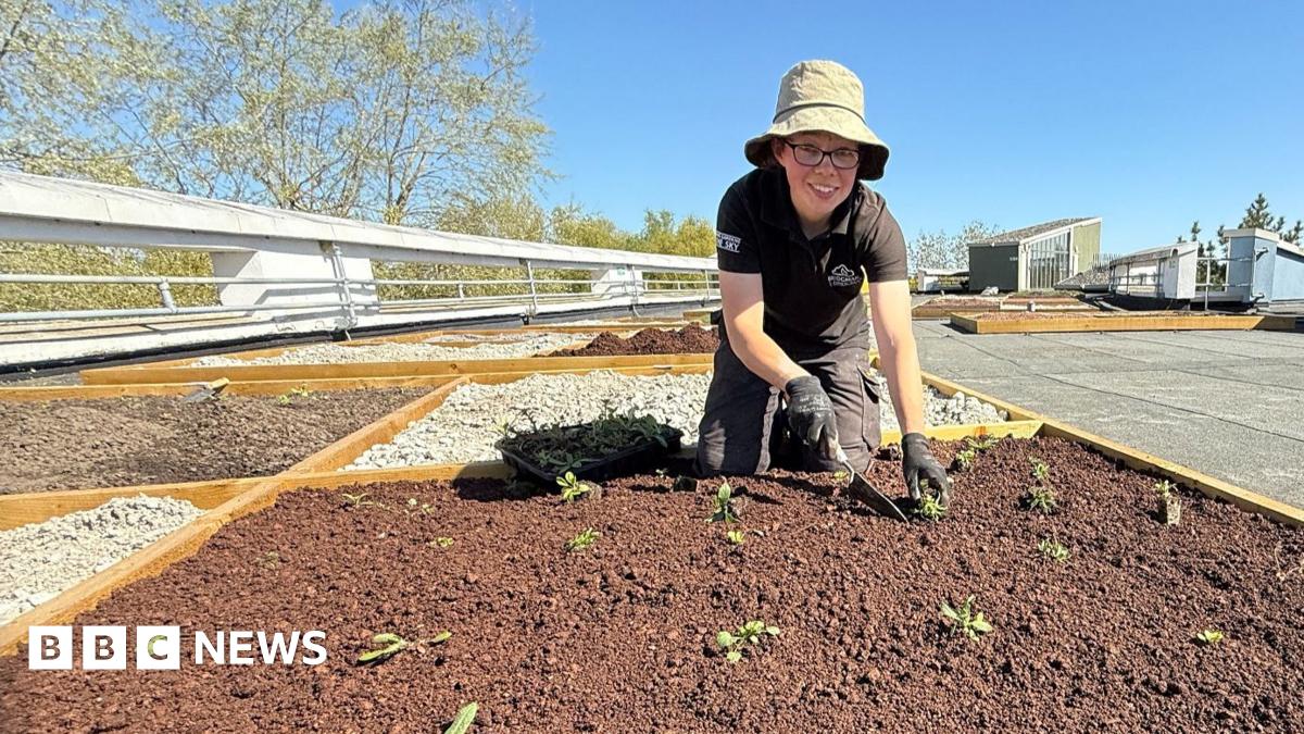 Green roof studied on Milton Keynes Open University building - BBC News