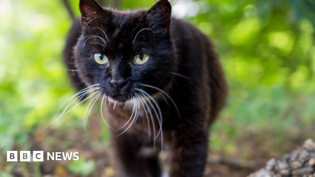 Reward offered after cat attacked with shotgun near Pickering - BBC News