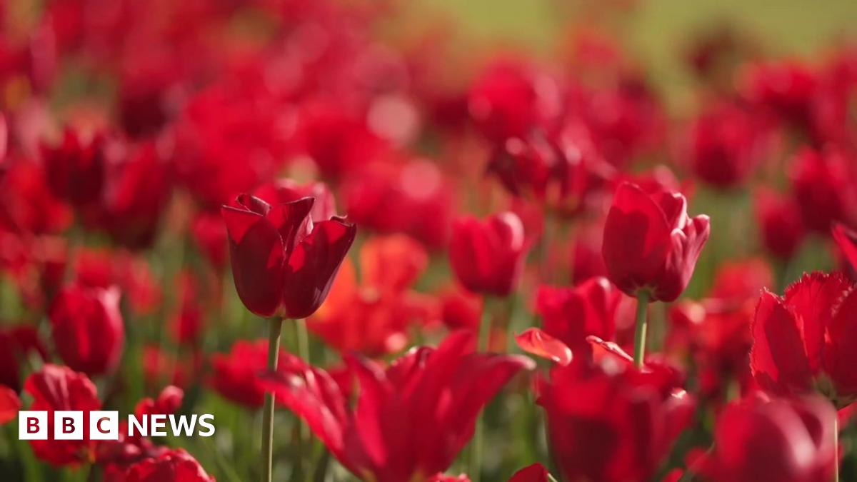 Hampton Court Palace tulips in full bloom for annual festival - BBC News