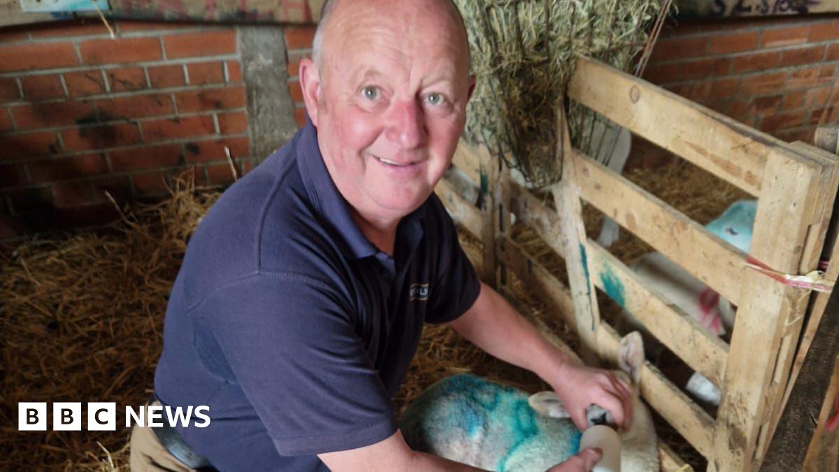 Lamb killed in Hunwick 'brutal' dog attack - BBC News