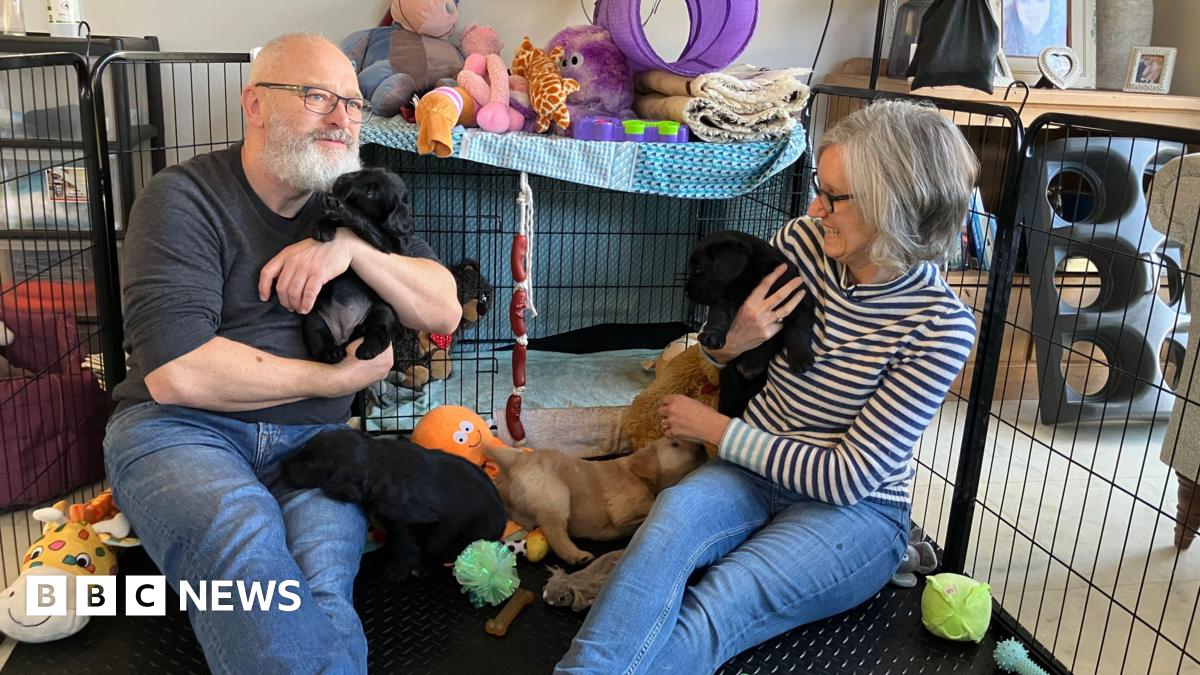 Burton-upon-Trent family raises puppies to become assistance dogs - BBC ...