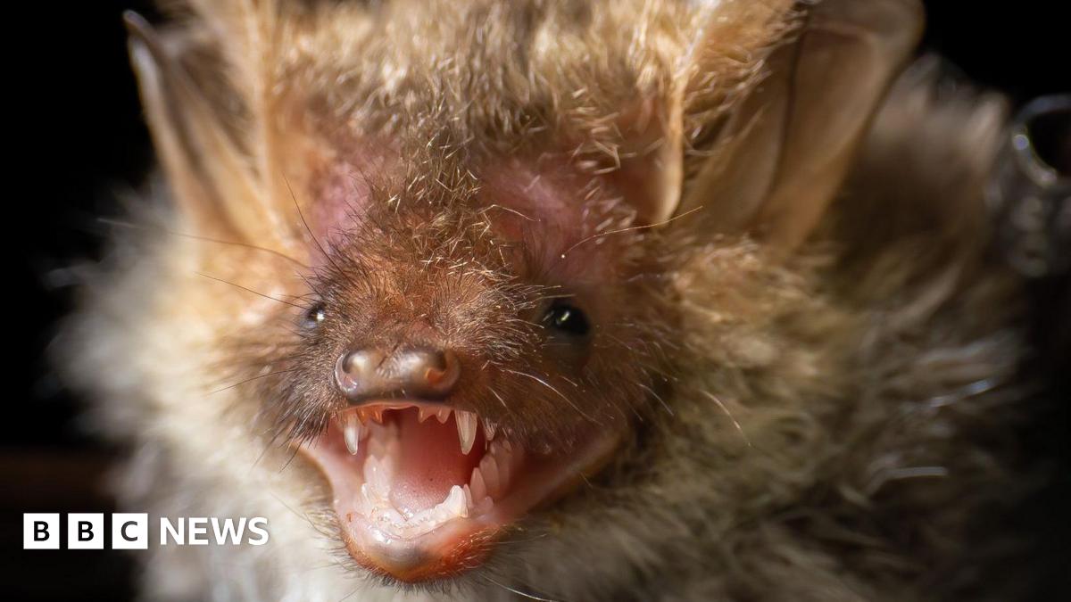 Longleat home to 14 bat species - study reveals - BBC News