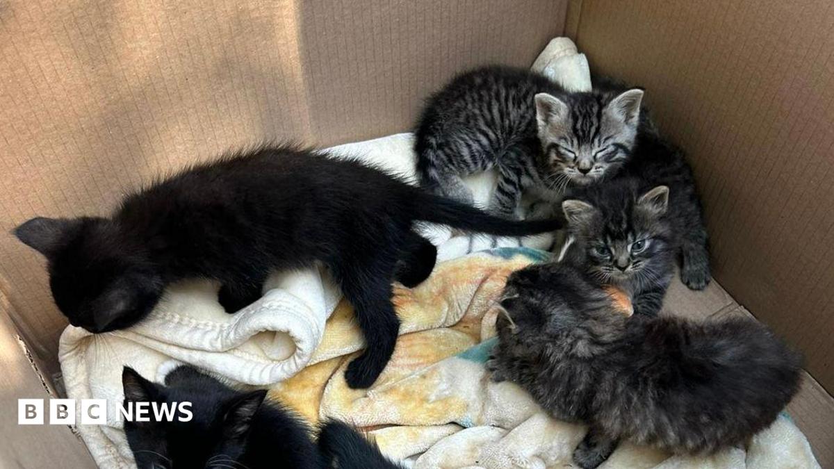 Essex animal sanctuary finds cats 'dumped' on hottest day of year - BBC ...