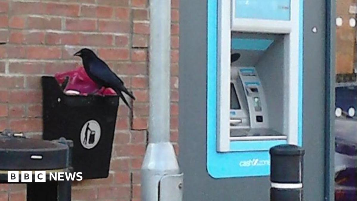 'Russell' crow leaves shoppers in a flap at Co-op store - BBC News