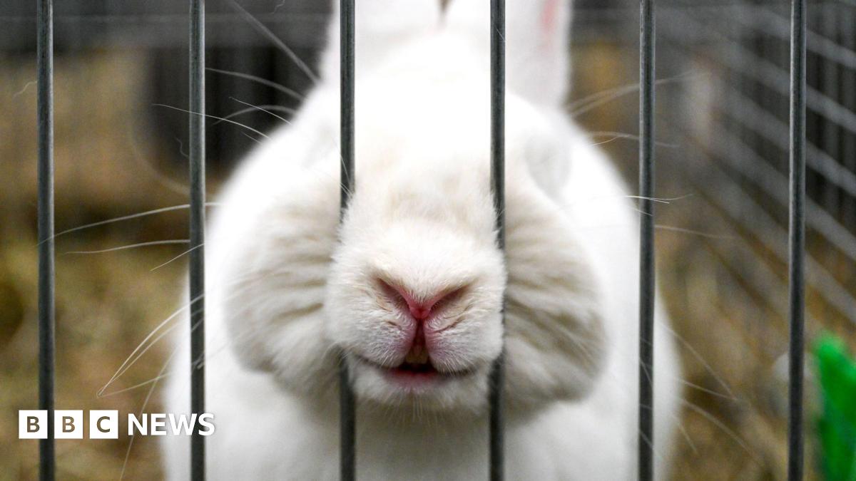 Guernsey rabbit owners warned about deadly disease - BBC News