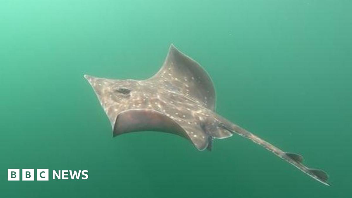 Flapper skates make a recovery in Scottish waters - BBC News