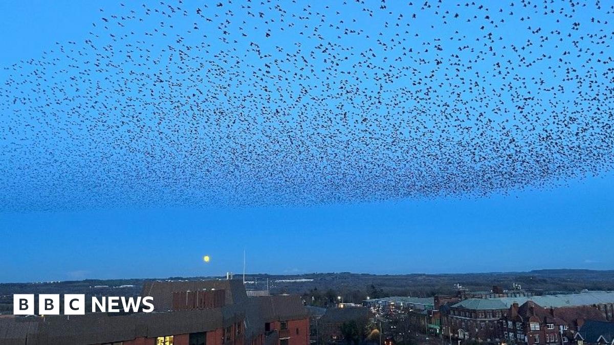 Starling murmurations 'put Redditch on map' - BBC News