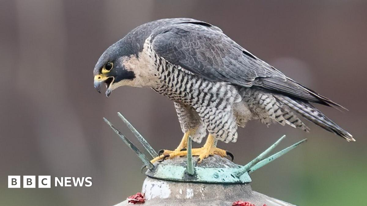 Lincoln Cathedral peregrine falcon found dead after 'falling from sky ...