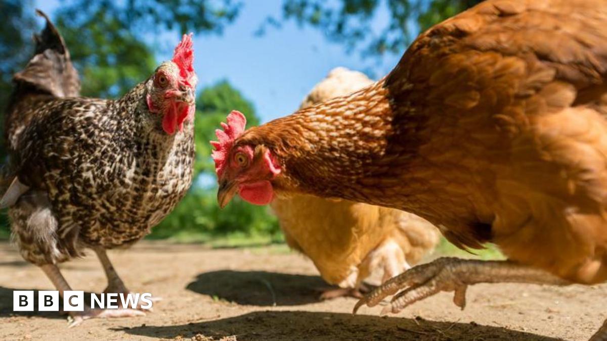 Eastrington egg production factory 'would house 64,000 free range hens ...