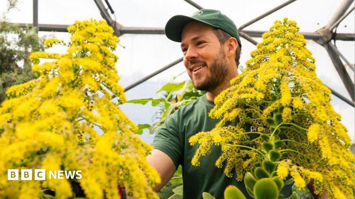 Sunny weather boosts Eden Project's displays - BBC News
