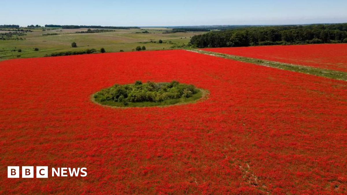 Rewilding creates a sea of red poppies in Great Massingham - BBC News