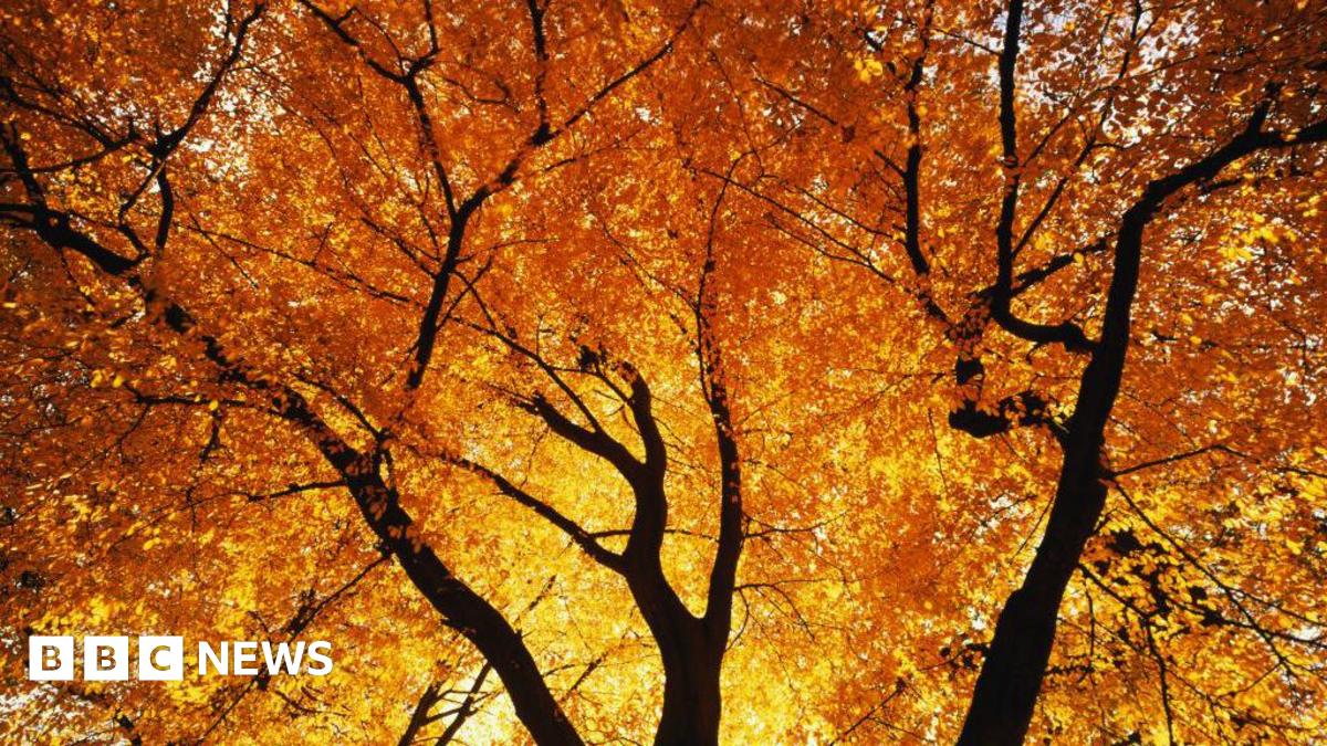 Lincolnshire: Free trees offered to people who can plant them - BBC News