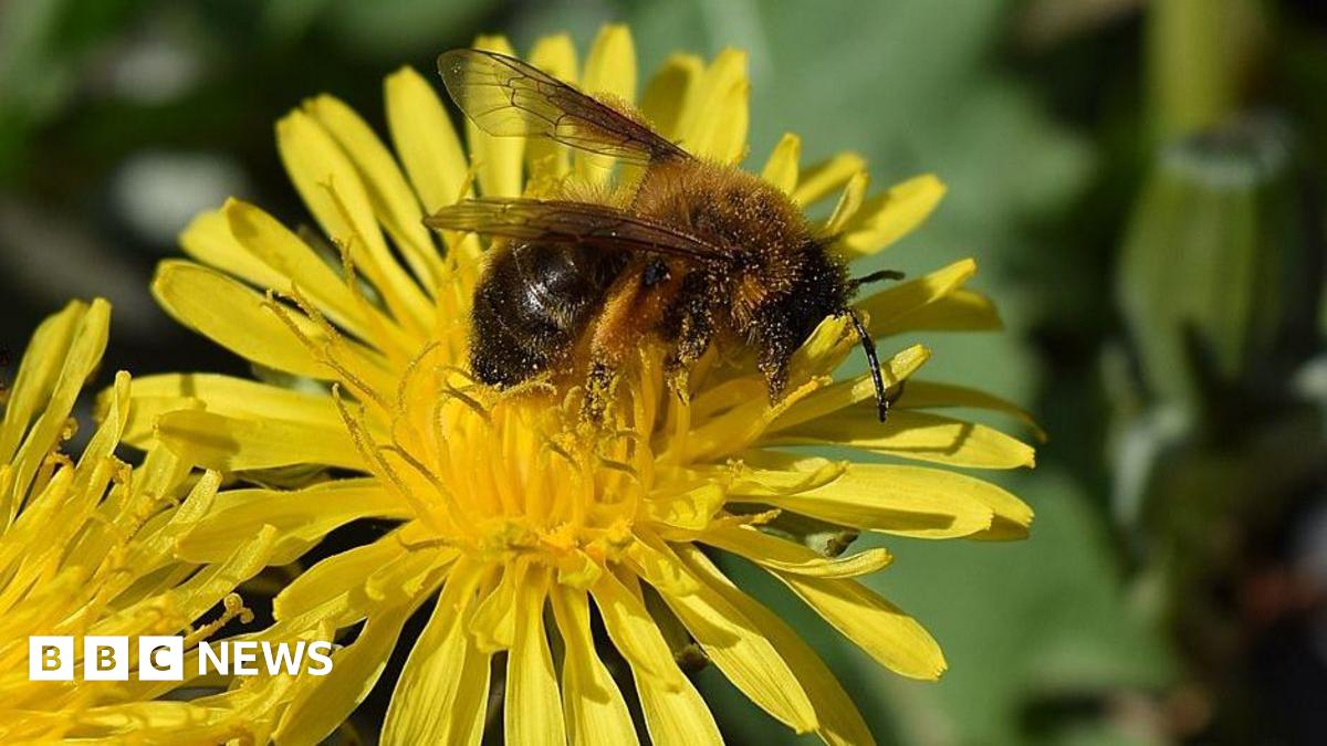 Stronger protection for 'disease-free' bee status on Isle of Man - BBC News