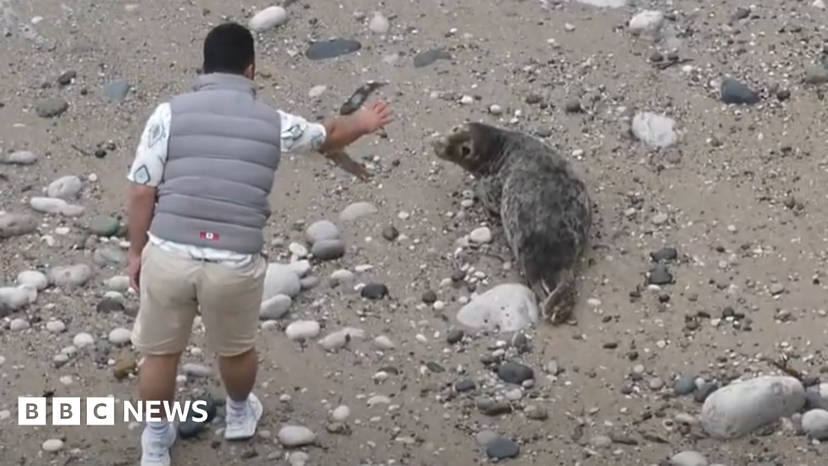 YouTube footage shows man throw rock at seal in Llandudno - BBC News