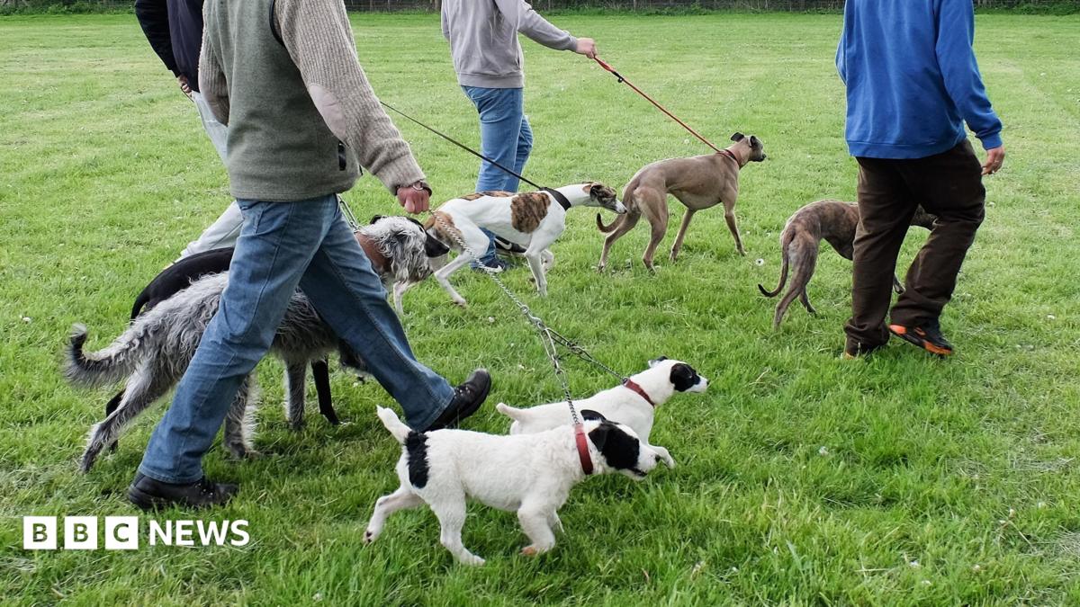 Dog walkers need permit to use council land in Tandridge - BBC News
