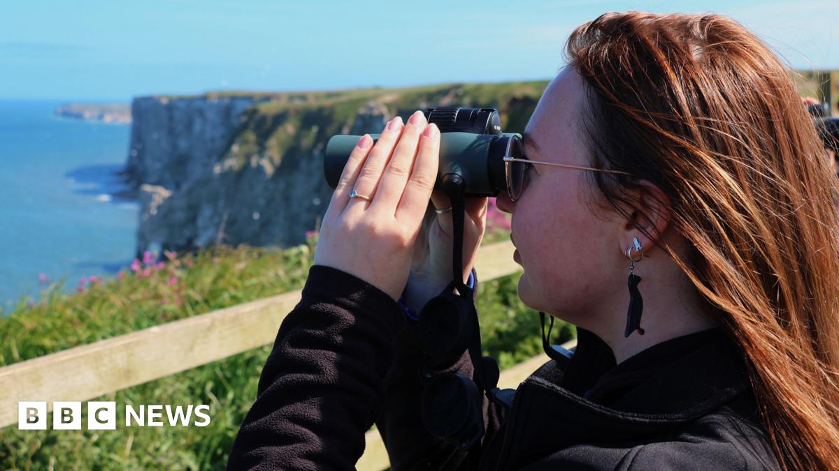 RSPB Bempton Cliffs becomes first Shorewatch site in England - BBC News