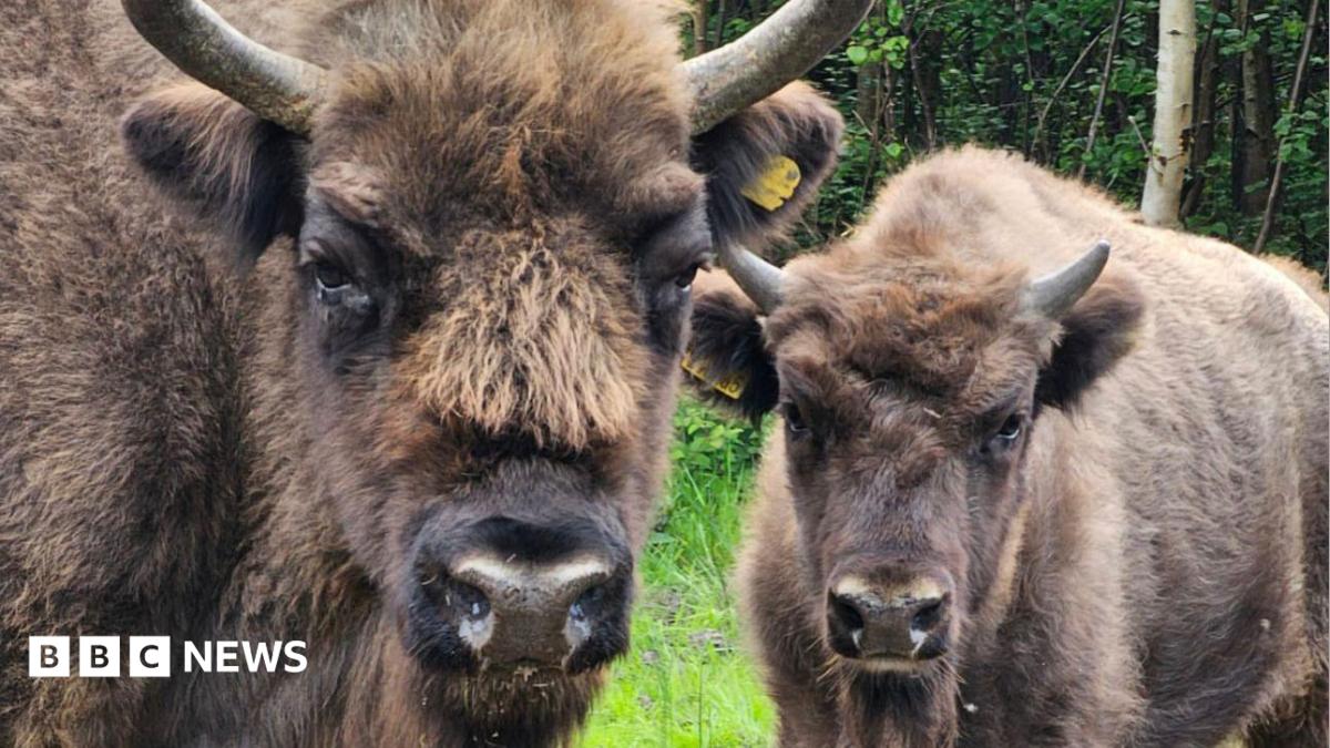 Bison: UK's only free-roaming herd doubles in size in Kent woods - BBC News