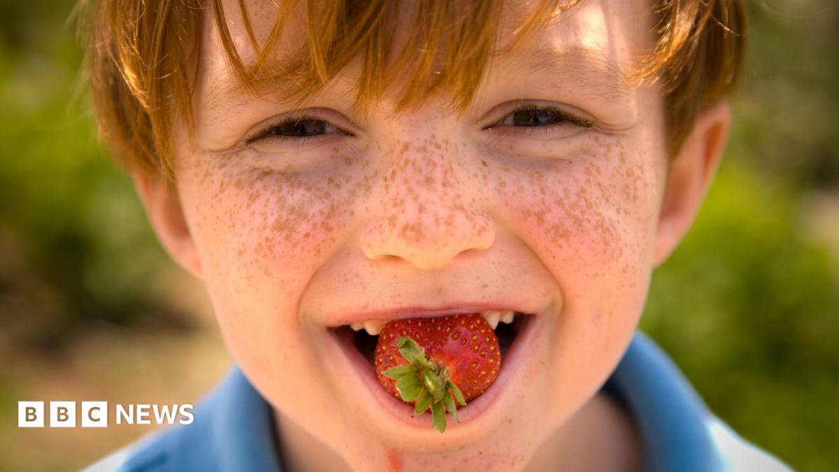 Pick Your Own: Strawberry pickers warned to stop eating fruit - BBC News