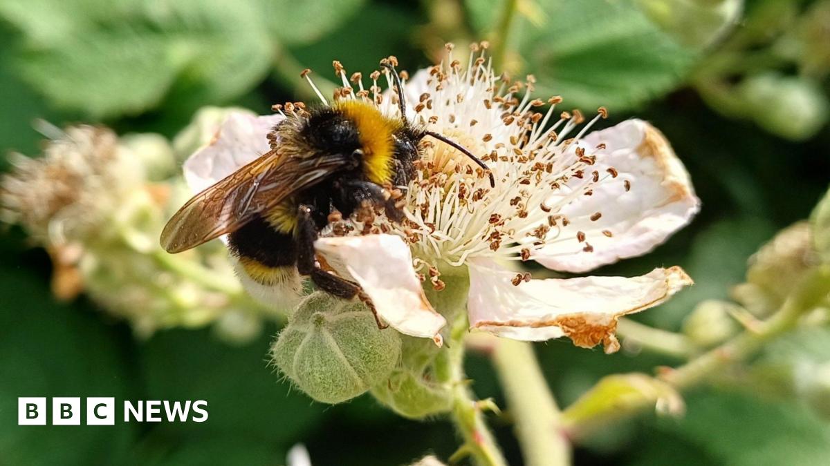 Bedford council wins Bees' Needs award for wildlife corridors - BBC News