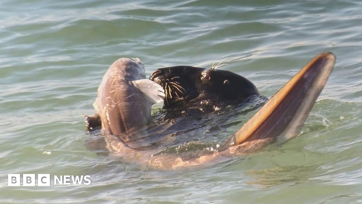 Seal seen capturing and eating eel in sea off Portland Bill - BBC News