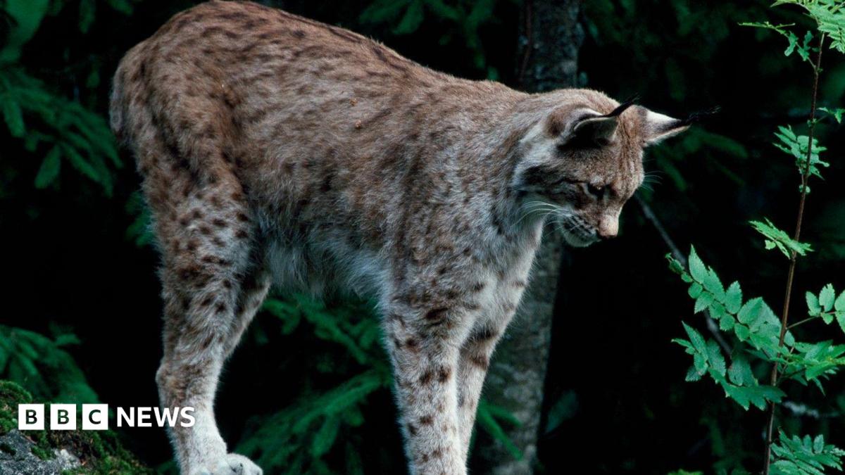 Lynx reintroduction needs public support, says National Trust - BBC News
